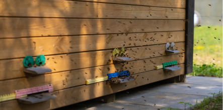 Пчеловодство